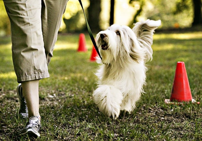 The Benefits Of A Well Trained Dog