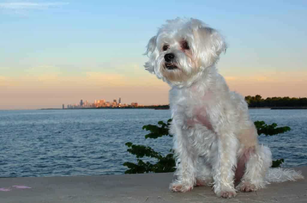 Mauzer: A Maltese-Miniature Schnauzer Mixed-Breed Guide