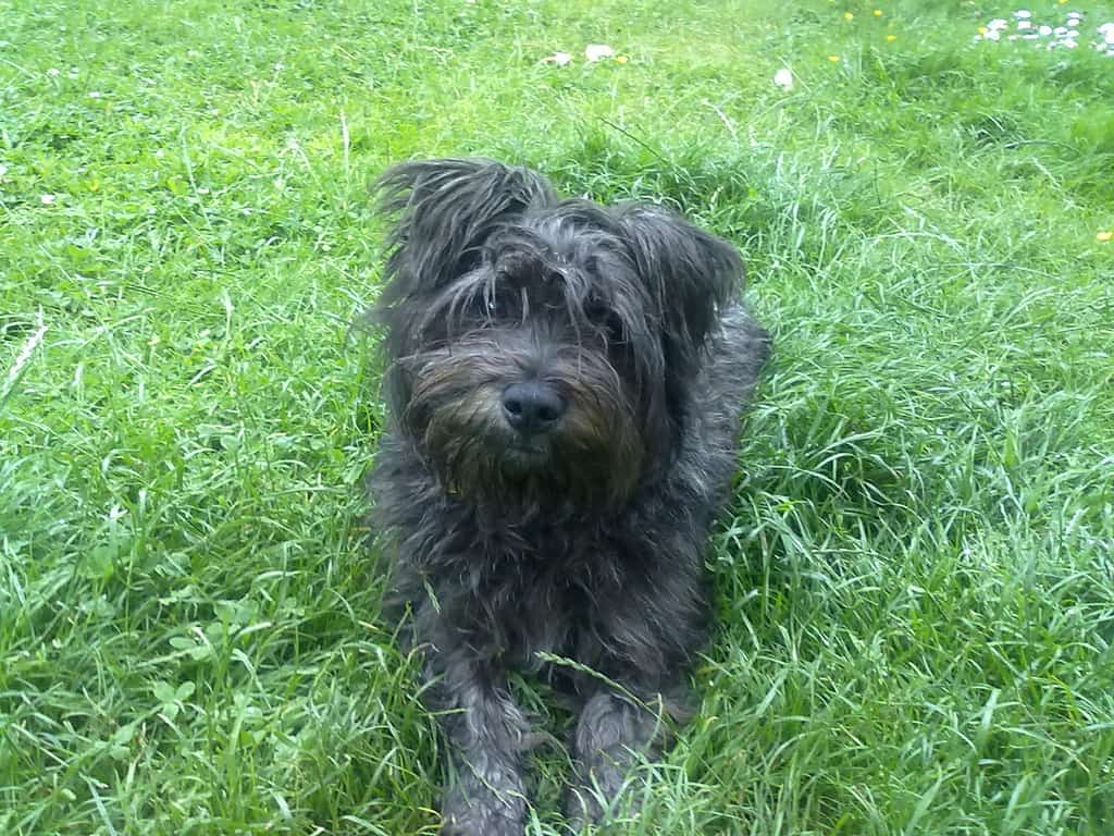 Wauzer: A Westie-Miniature Schnauzer Mixed-Breed Guide