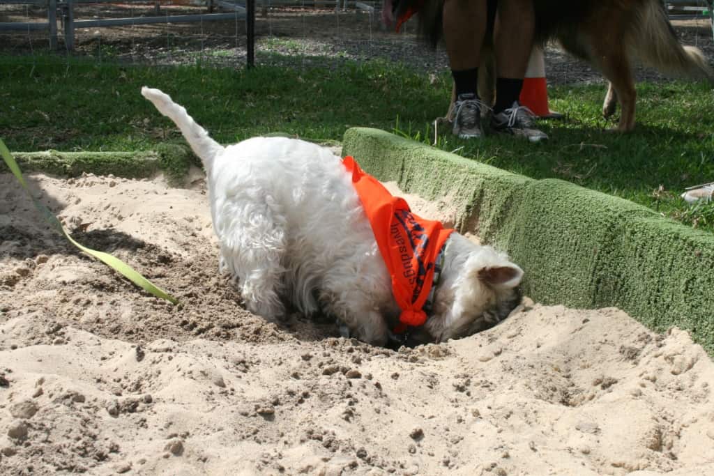How to Stop A Dog From Digging Up Your Yard
