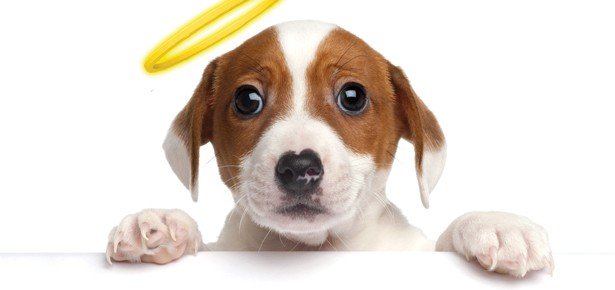 How To Turn Your Puppy Into A Perfect Dog