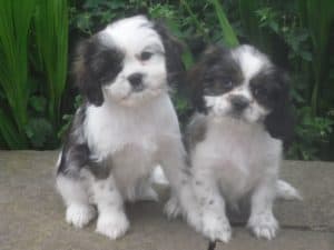 Cava-tzu: The tzu-per cute, smart and playful little dog for the whole ...