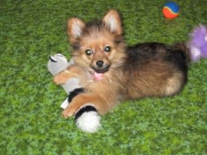 Yoranian: A Sweet and Feisty Crossbreed