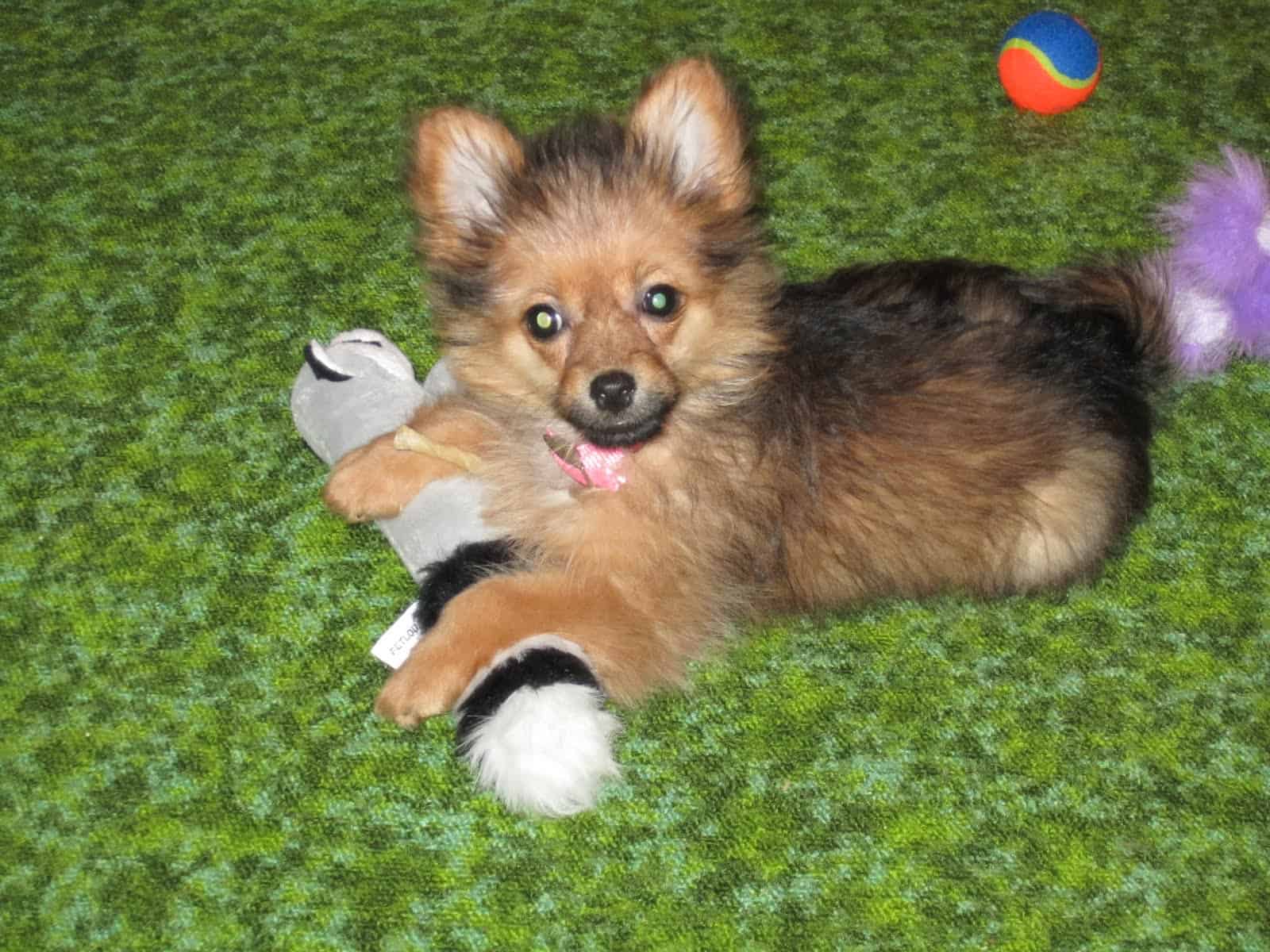 Yoranian: A Sweet and Feisty Crossbreed