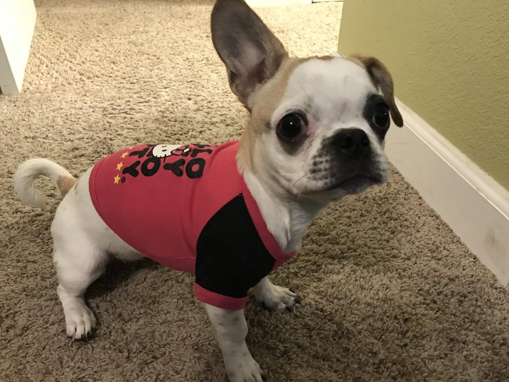 Why The American Bullnese Might Be The Perfect Match For Your Home