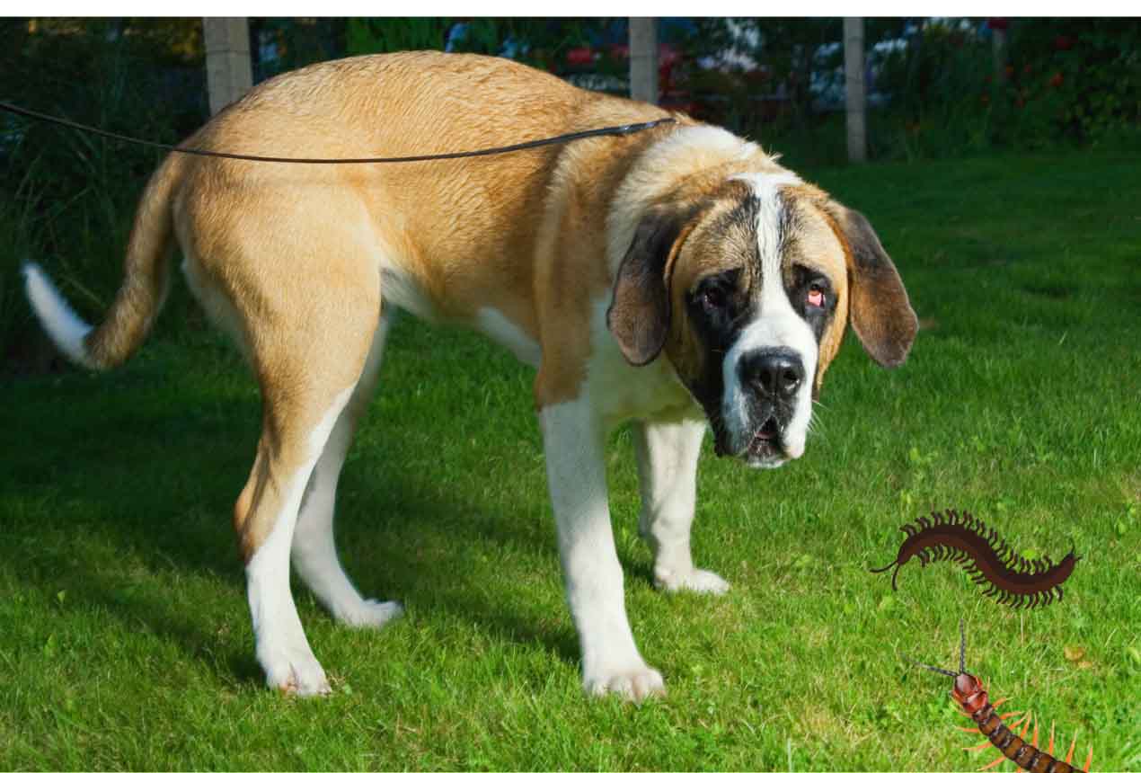 Are Centipedes Poisonous To Dogs?