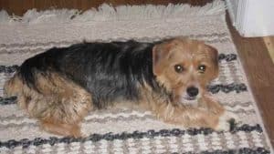 Borkie: The Athletic Wingman of Designer Dogs