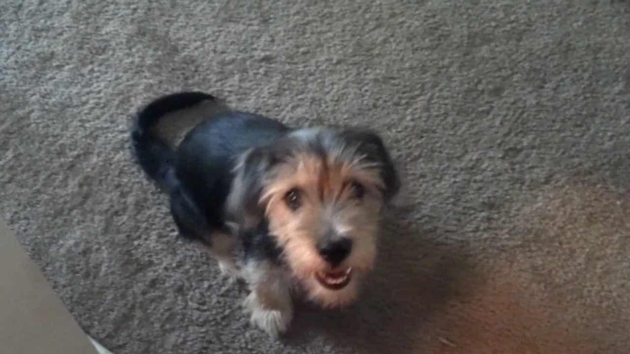 Borkie: The Athletic Wingman of Designer Dogs