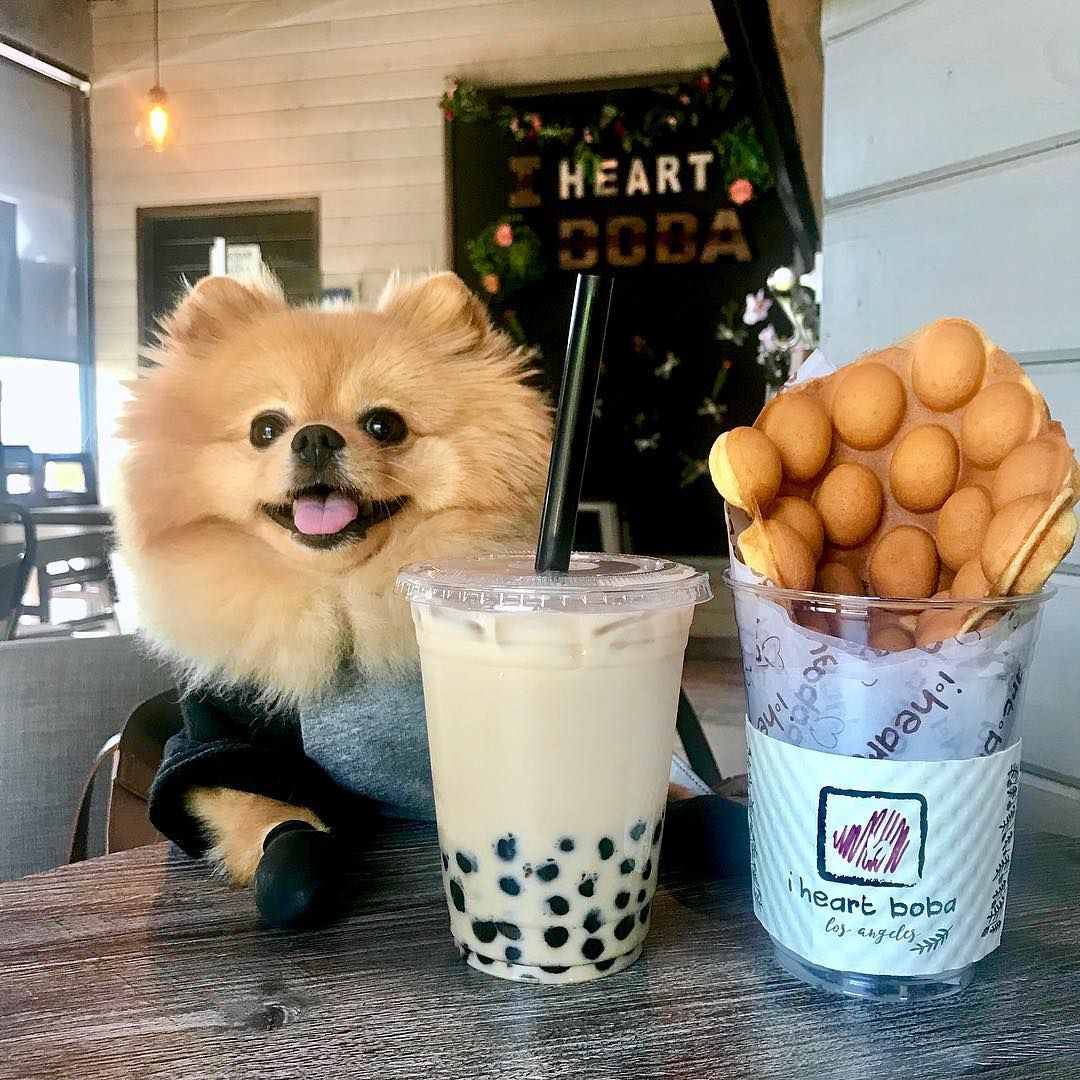 Can Dogs Eat Boba? From Tapioca Pearls To Puppy Perils!