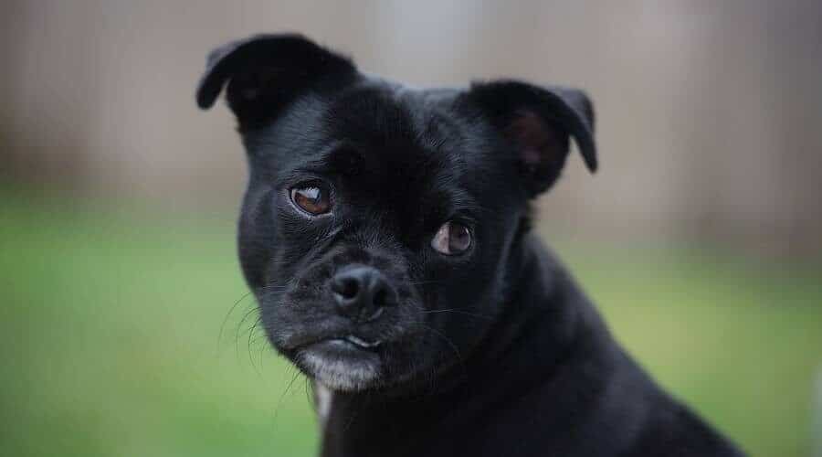 Corgi Pug: The Ultimate Guide To Your New Best Friend