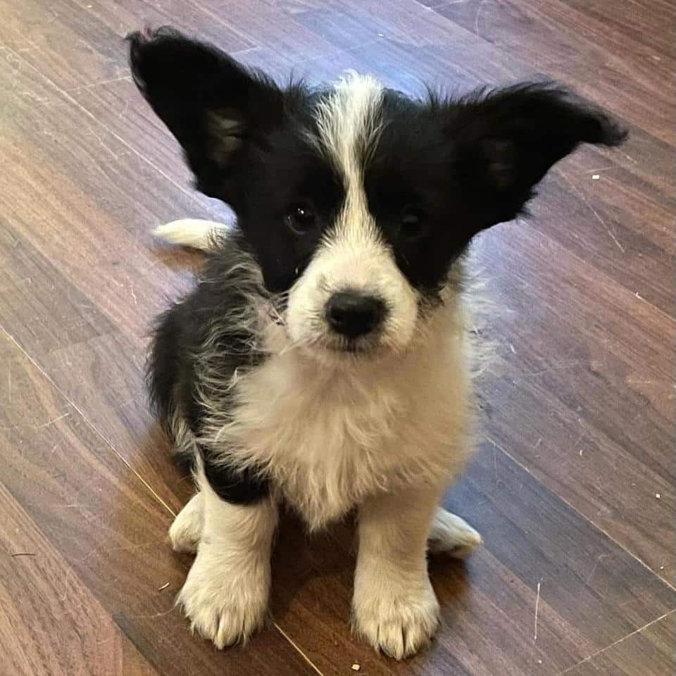 Corgipoo: Mastering The Art Of Raising Your Fluffy Best Friend