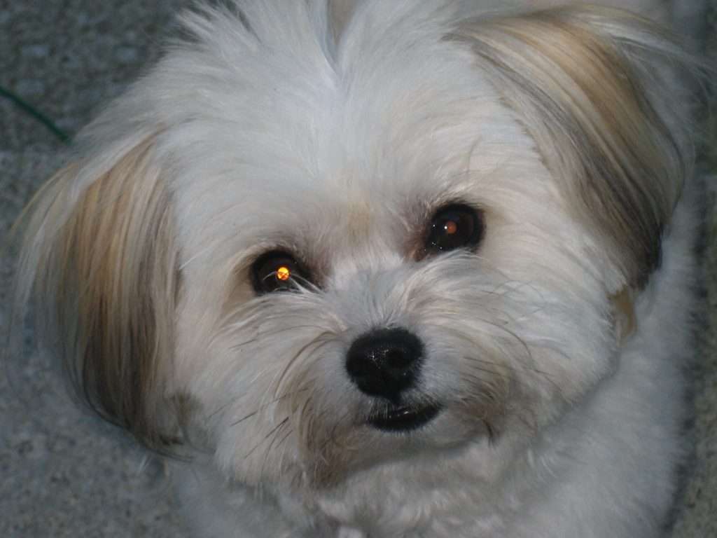 Ewokian Essentials: Your Ultimate Guide To The Galaxy’s Most Adorable Pet