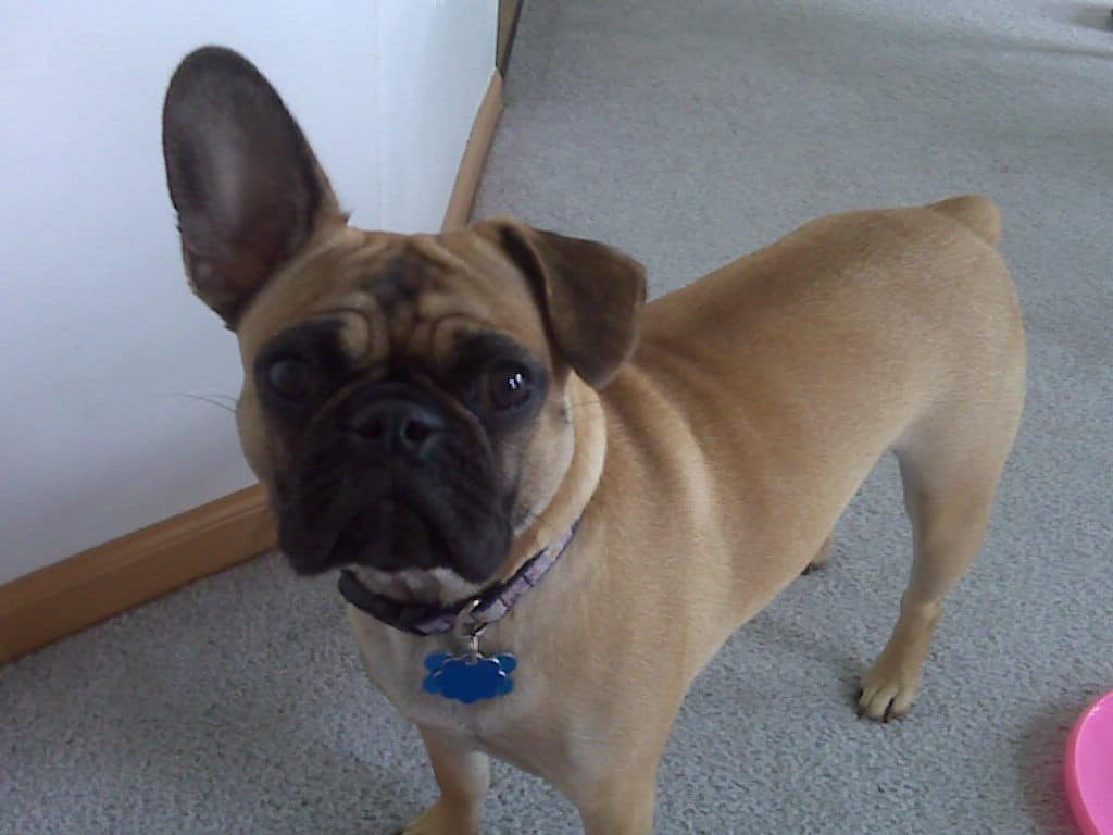 Frenchie Pug: Your Guide To The French Bulldog Pug Mix