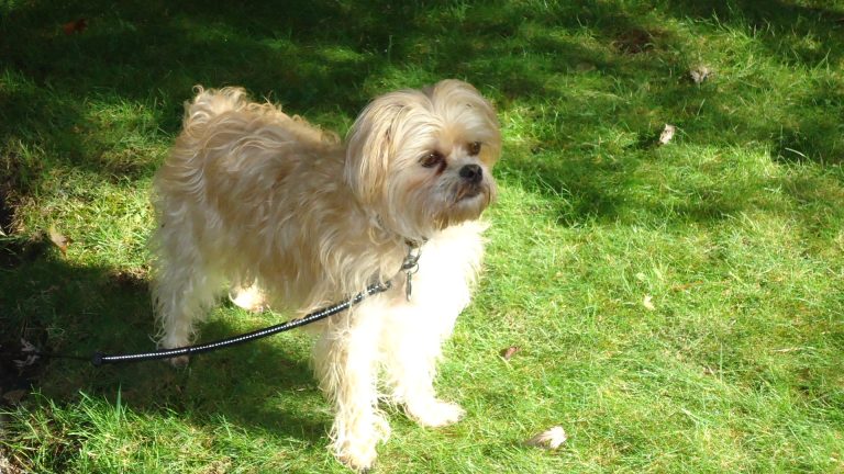 Are Small Mixed Breed Dogs Right For You?