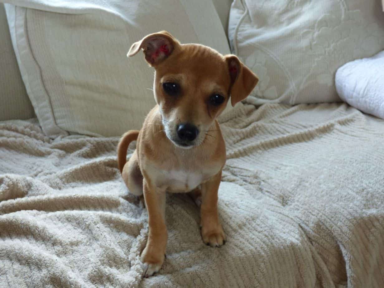 Jack Chi: Cute and Friendly Dogs