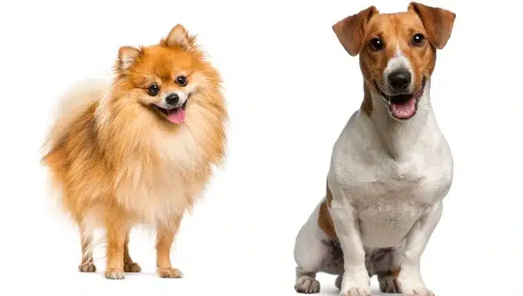 Why The Jack-A-Ranian Steals Hearts: An In-Depth Look At This Adorable ...