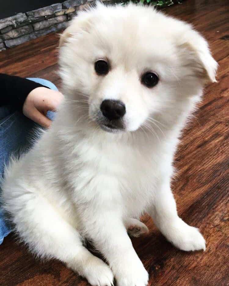 Are Small Mixed Breed Dogs Right For You?