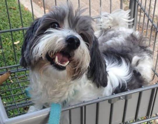 The Shih Apso: Facts Behind This Irresistibly Lovable Mix Breed