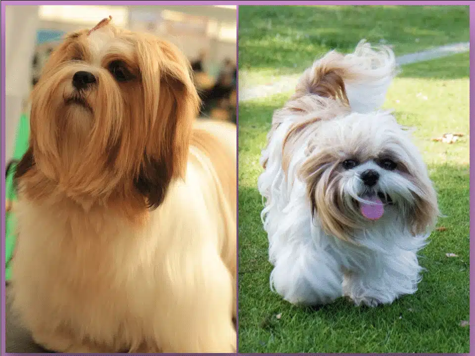 Lhasa Apso Vs Shih Tzu: Unraveling The Charm Of These Ancient Breeds