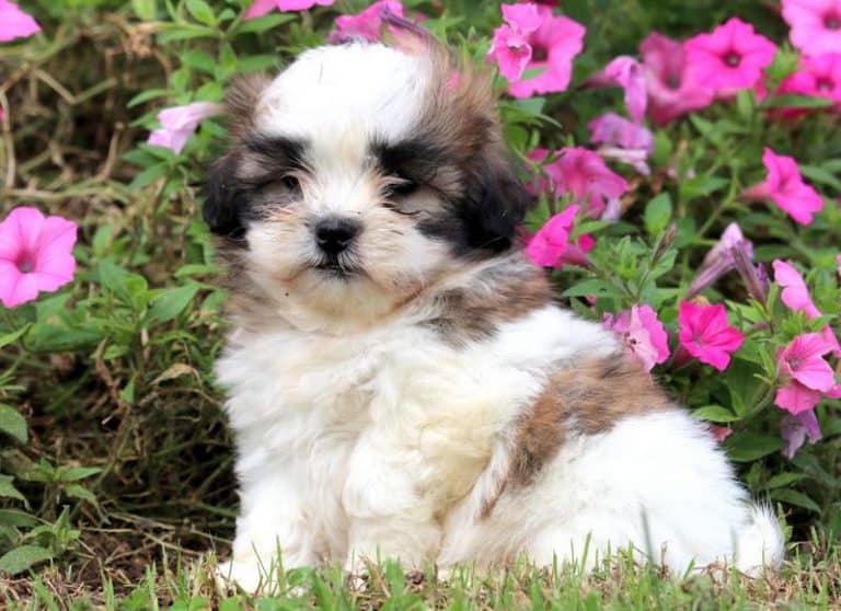 Everything You Need to Know About The Malshi Dog