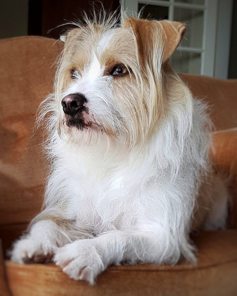 Fo-Tzu: Unleashing The Charm Of The Toy Fox Terrier Shih Tzu Mix