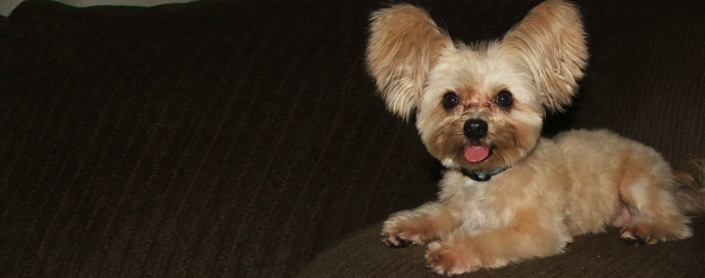 The Essential Papastzu Handbook: Caring For Your Papillon And Shih Tzu Mix