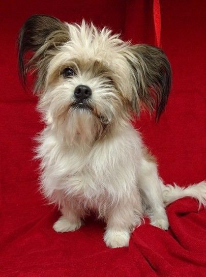 The Essential Papastzu Handbook: Caring For Your Papillon And Shih Tzu Mix