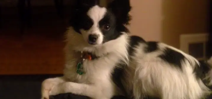 The Ultimate Guide To The Adorable Paperanian: Your New Furry Best Friend