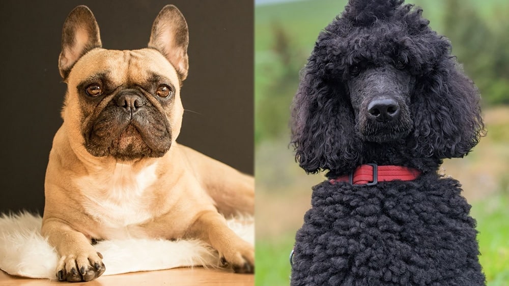 Meet The Froodle: Where Cuteness And Intelligence Collide