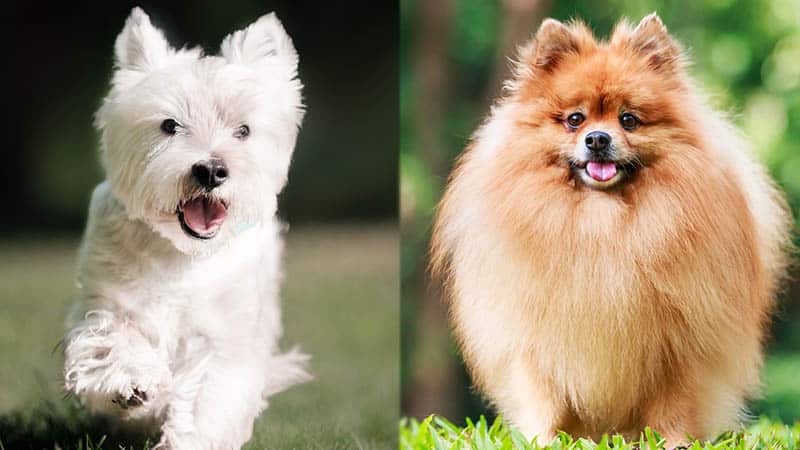 Weeranian Wonders: The Little Pal With A Big Personality!