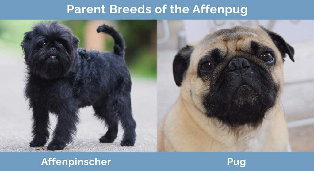 From Lapdog To Playmate: Discover The Joyful World Of The Affenpug
