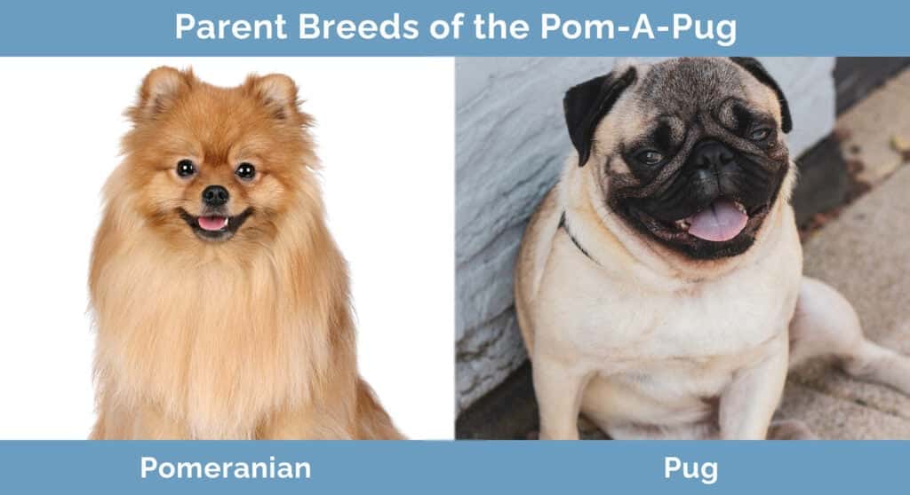 Pom-A-Pug Perfection: Your Ultimate Guide To The Adorable Hybrid