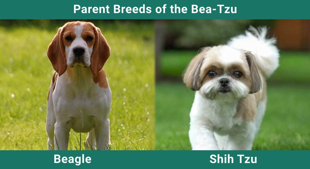 The Bea-Tzu Companion: Your Ultimate Guide To Raising A Happy, Healthy ...