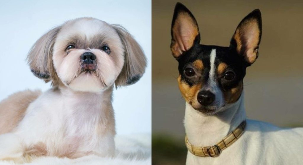Fo-Tzu: Unleashing The Charm Of The Toy Fox Terrier Shih Tzu Mix