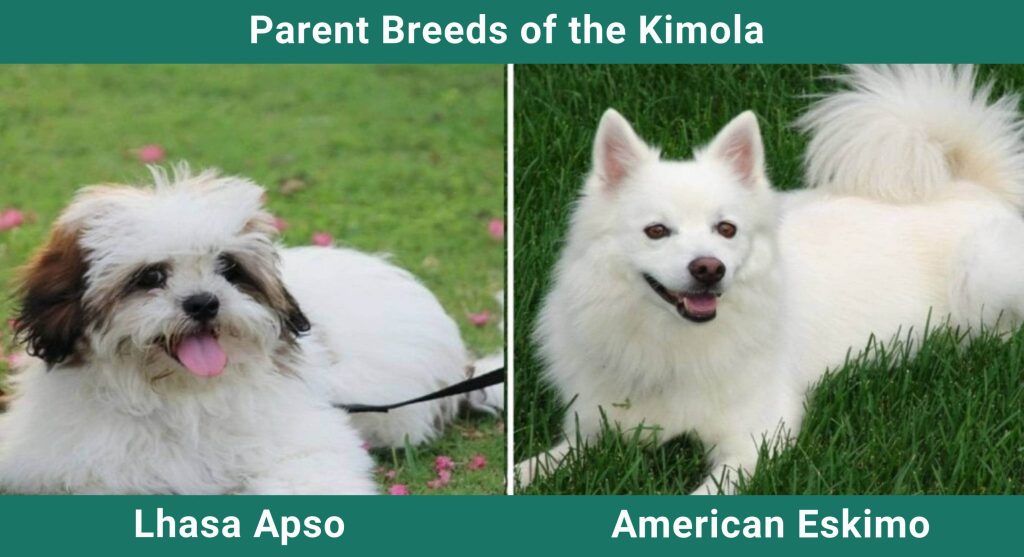 Meet The Kimola: Your Next Family Member Awaits!