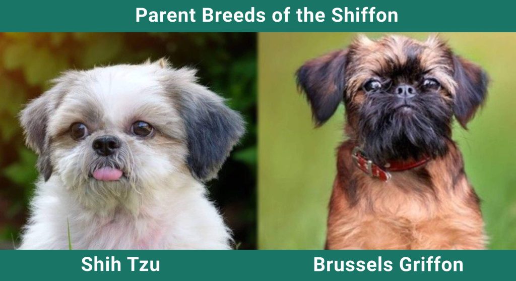 The Shiffon Revealed: Uncovering The Secrets Of A Unique Designer Dog