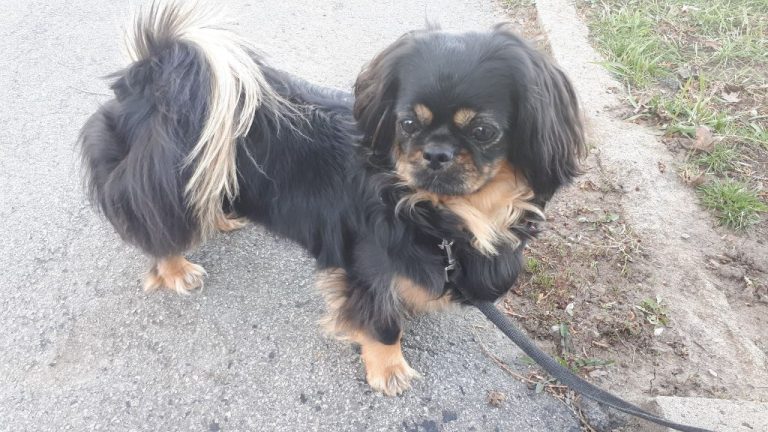 Are Small Mixed Breed Dogs Right For You?