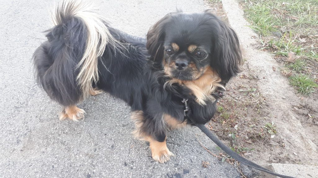 Pekehund: Uncovering The Charm Of The Pekingese-Dachshund Mix