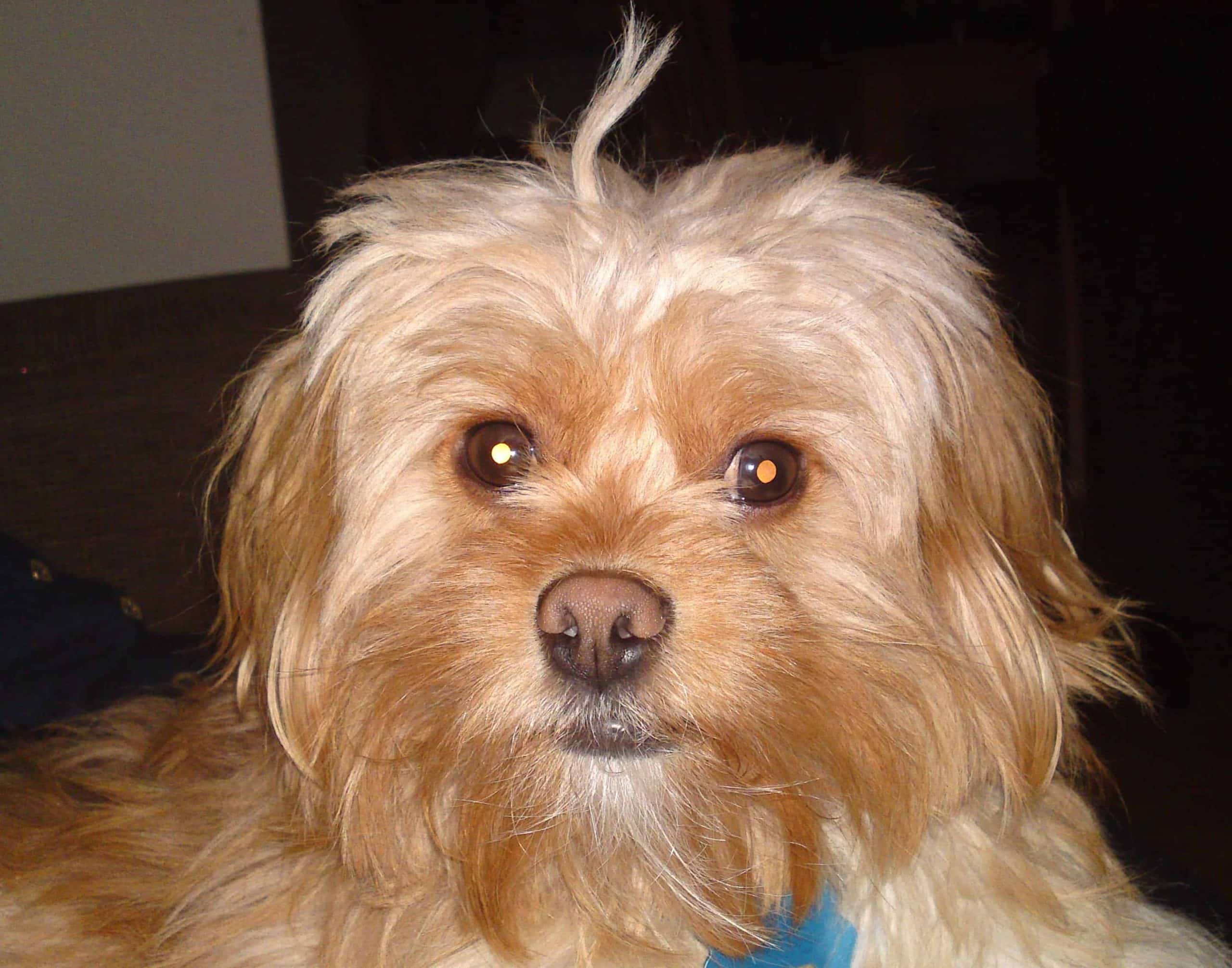 Poochin: A Japanese Chin-Poodle Mixed-Breed Guide