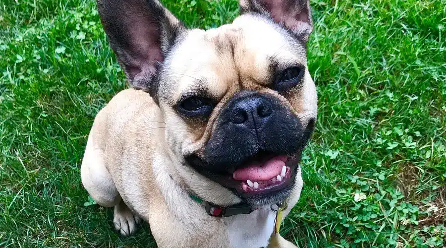 Frenchie Pug: Your Guide To The French Bulldog Pug Mix