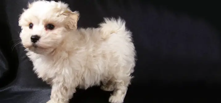 The Ultimate Guide To The Pug Coton: Care, Traits, And Why You'll Love Them