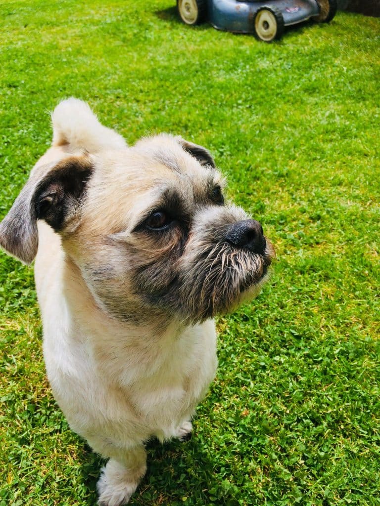 Meet The Pushon: The Perfect Pint-Sized Companion For Every Family