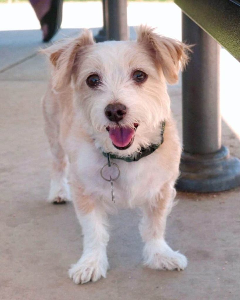 The Ultimate Guide To The Ratese: A Hybrid Breed Like No Othe