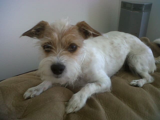 The Ultimate Guide To The Ratese: A Hybrid Breed Like No Othe