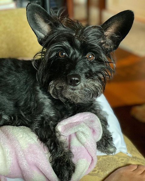 The Scorkie Scoop: Unleashing The Joy Of Owning This Designer Dog