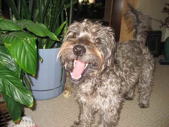 Are Small Mixed Breed Dogs Right For You?