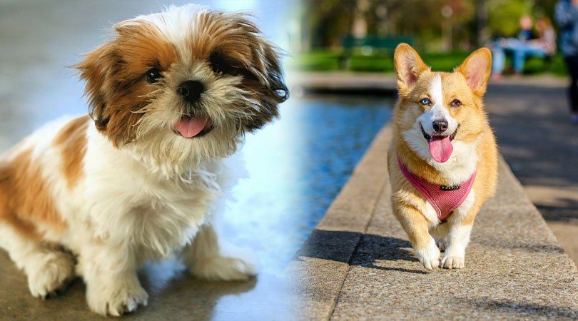 Meet The Shorgi: The Adorable Dog Breed Winning Hearts Worldwide