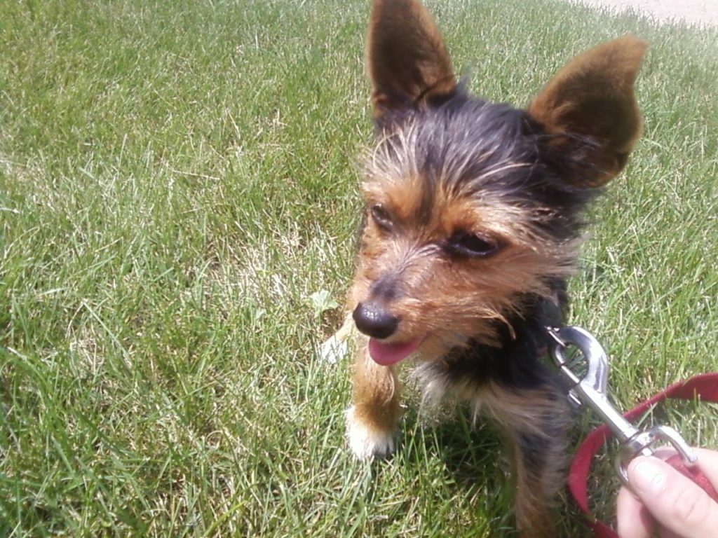 From Lapdogs To Loyal Companions: Exploring The Torkie Breed