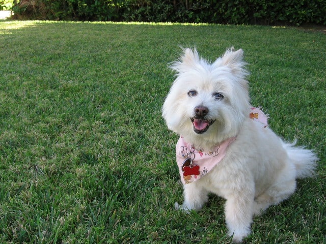 Weeranian Wonders: The Little Pal With A Big Personality!