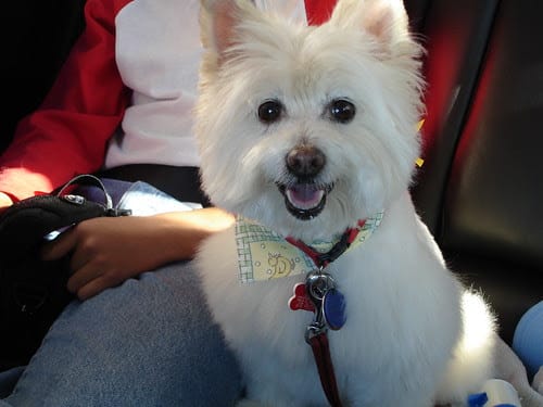 Weeranian Wonders: The Little Pal With A Big Personality!